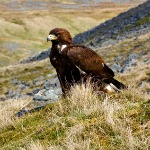 Scottish Symbols - From The Practical To The Mythical