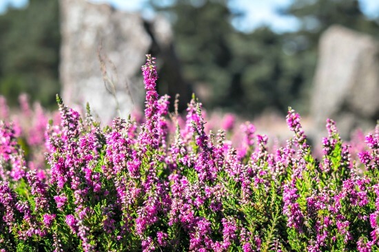 Scottish Heather - The Legendary Flower Of Scotland
